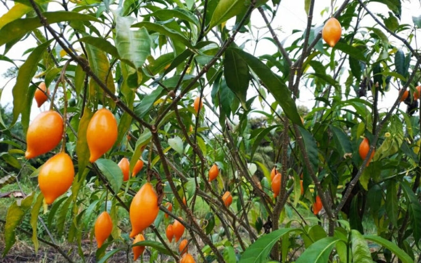 Your Complete Boga Guide: 2025 Updated – Dream Lab